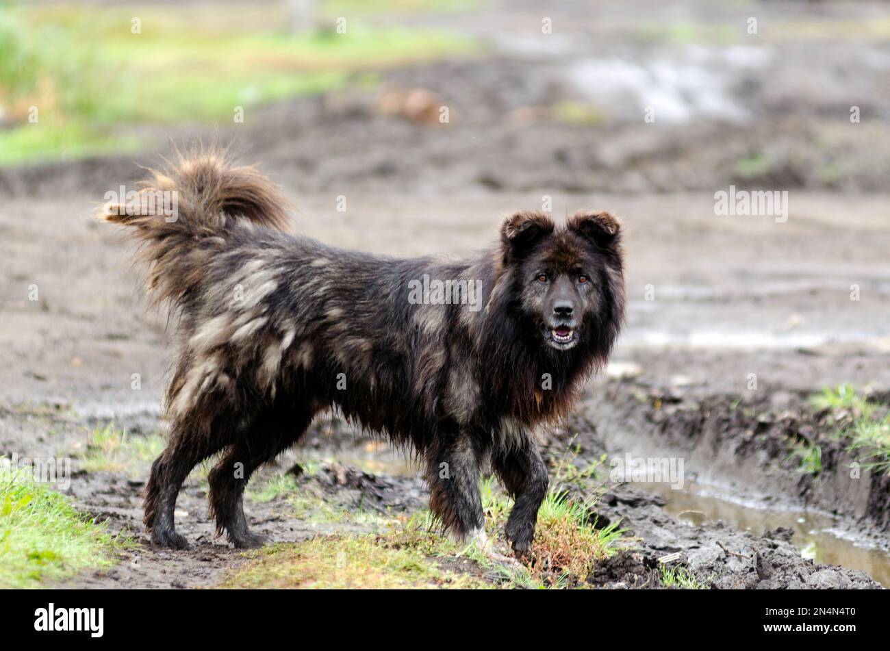 Big black mongrel cur dog hi-res stock photography and images - Alamy