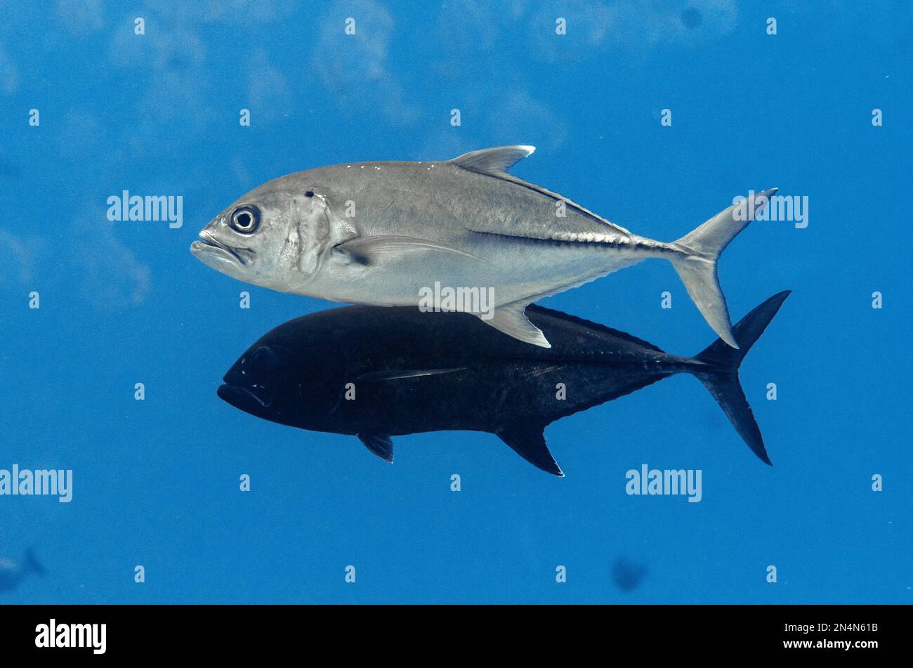 Mating pair of Bigeye Trevally, Caranx sexfasciatus, Too Many Fish dive ...