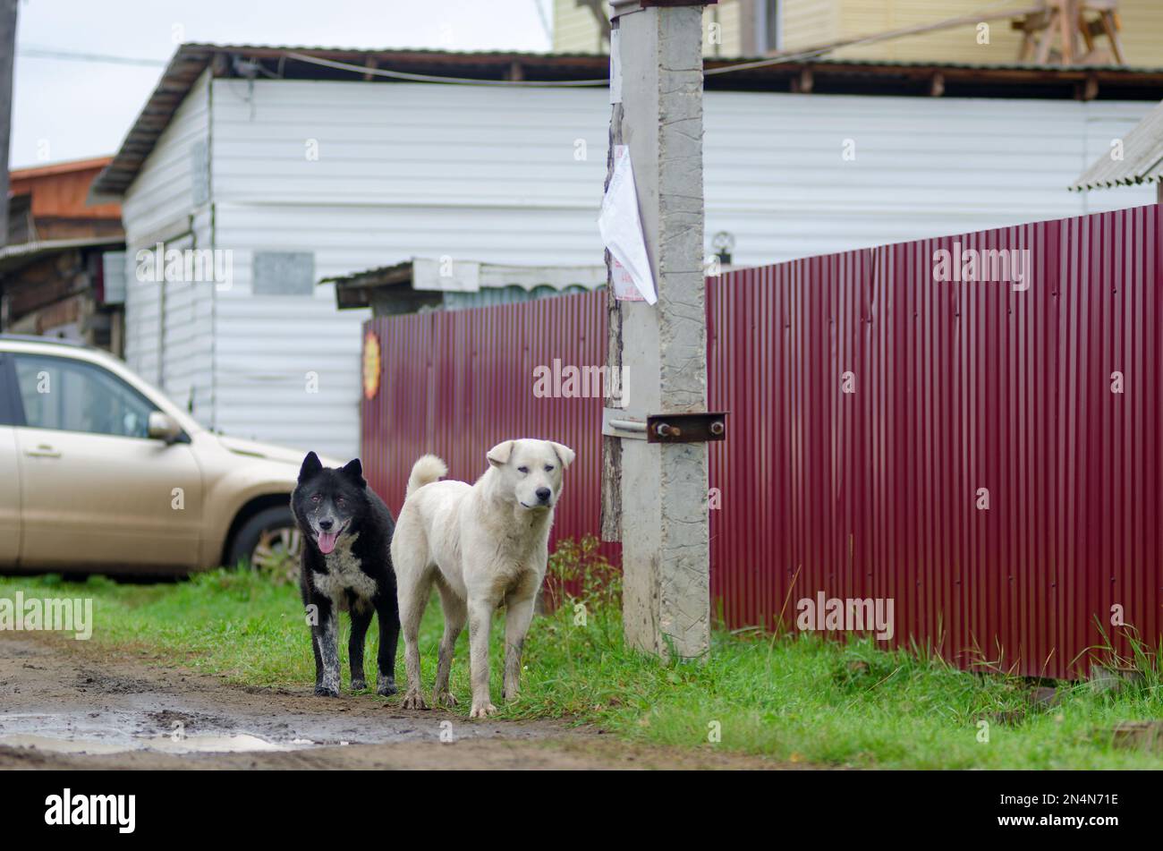 Two yard dogs black and white go on the Northern village road Stock ...