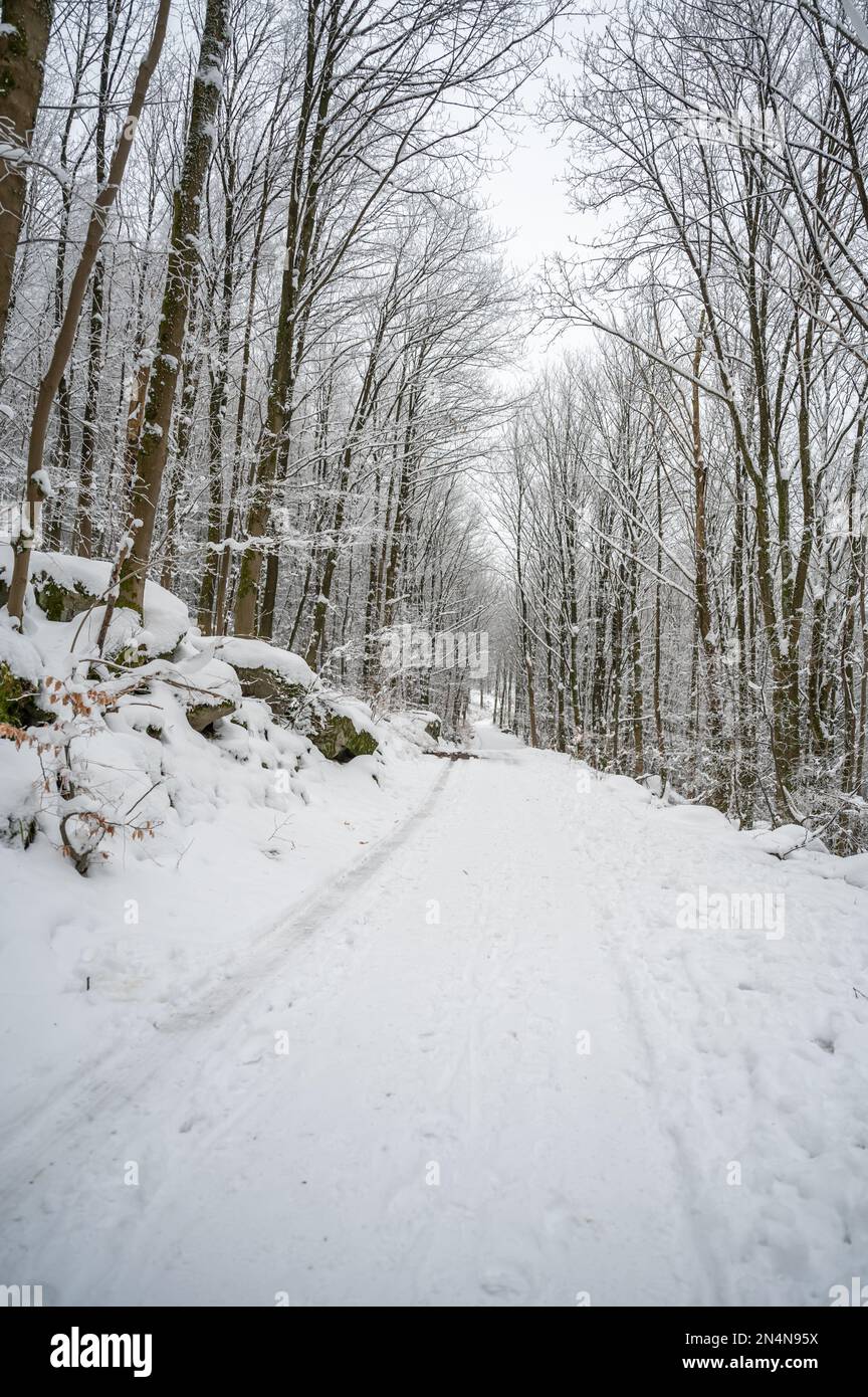 Frozen Hiking path in the forest during winter in odenwald, germany ...