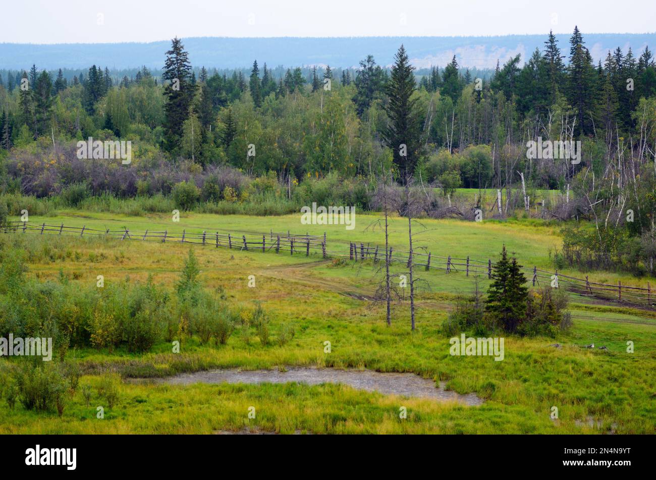 A small pond with water in the middle of the field, the road along the ...