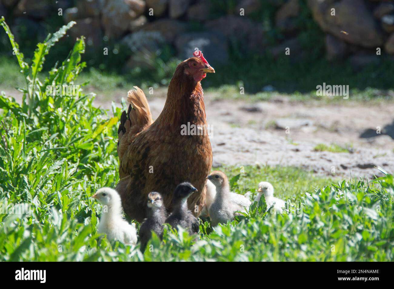 A rural scene mother hen with her chicks Stock Photo - Alamy
