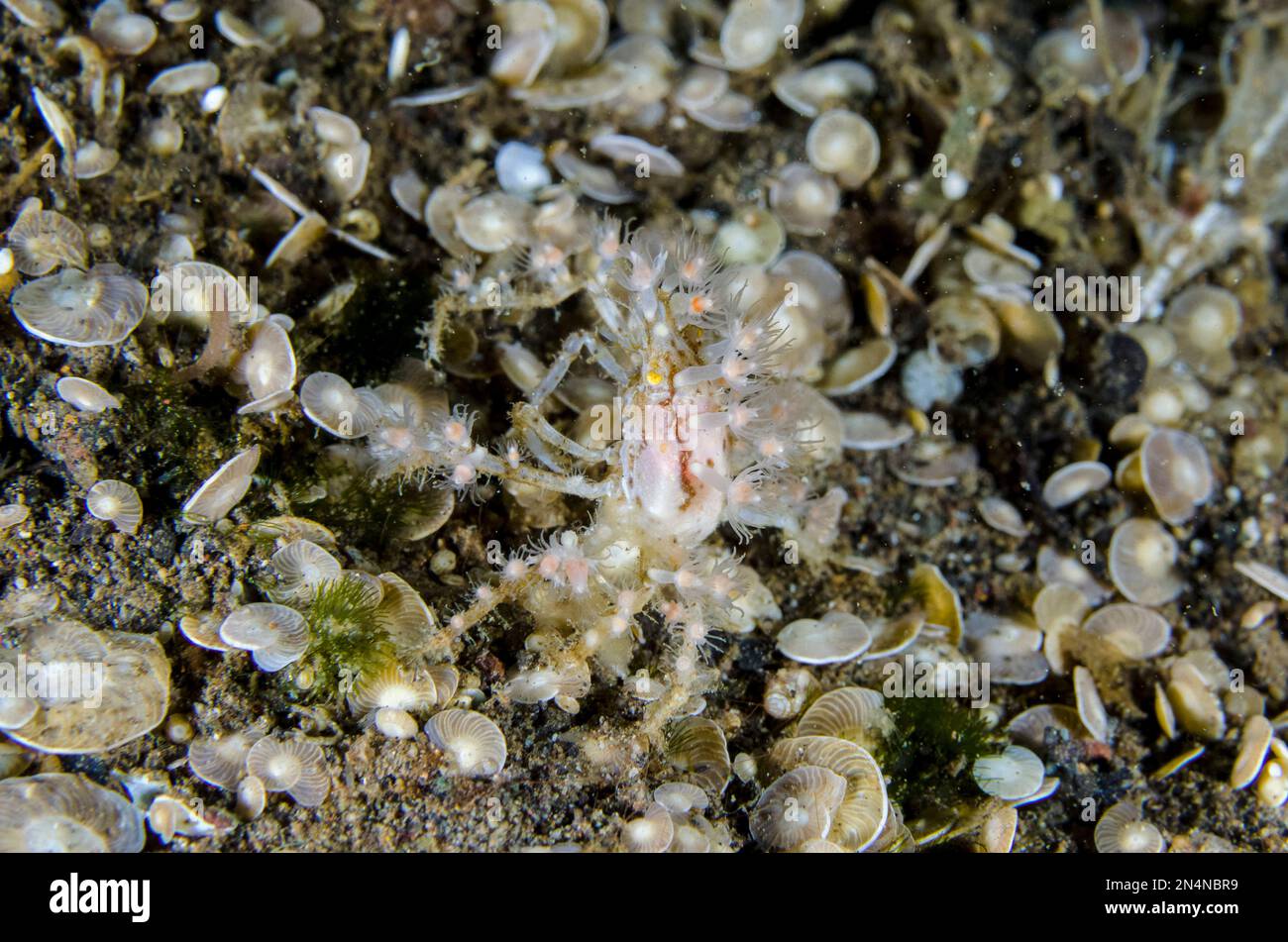 Decorator Crab, Inachidae Family, covered in stinging Hydrozoa ...