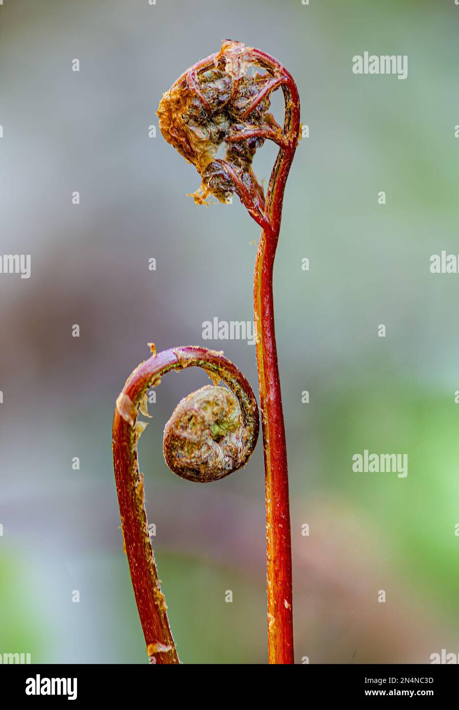 Fern fiddle heads are about to unfurl on the forest floor, Mink River ...