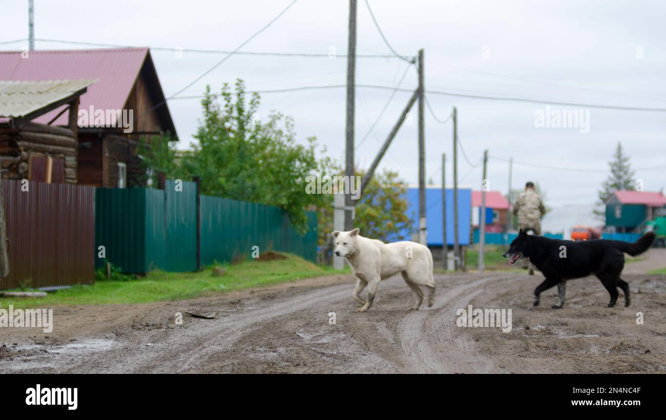 Two yard dogs black and white run on the village road near fences of ...