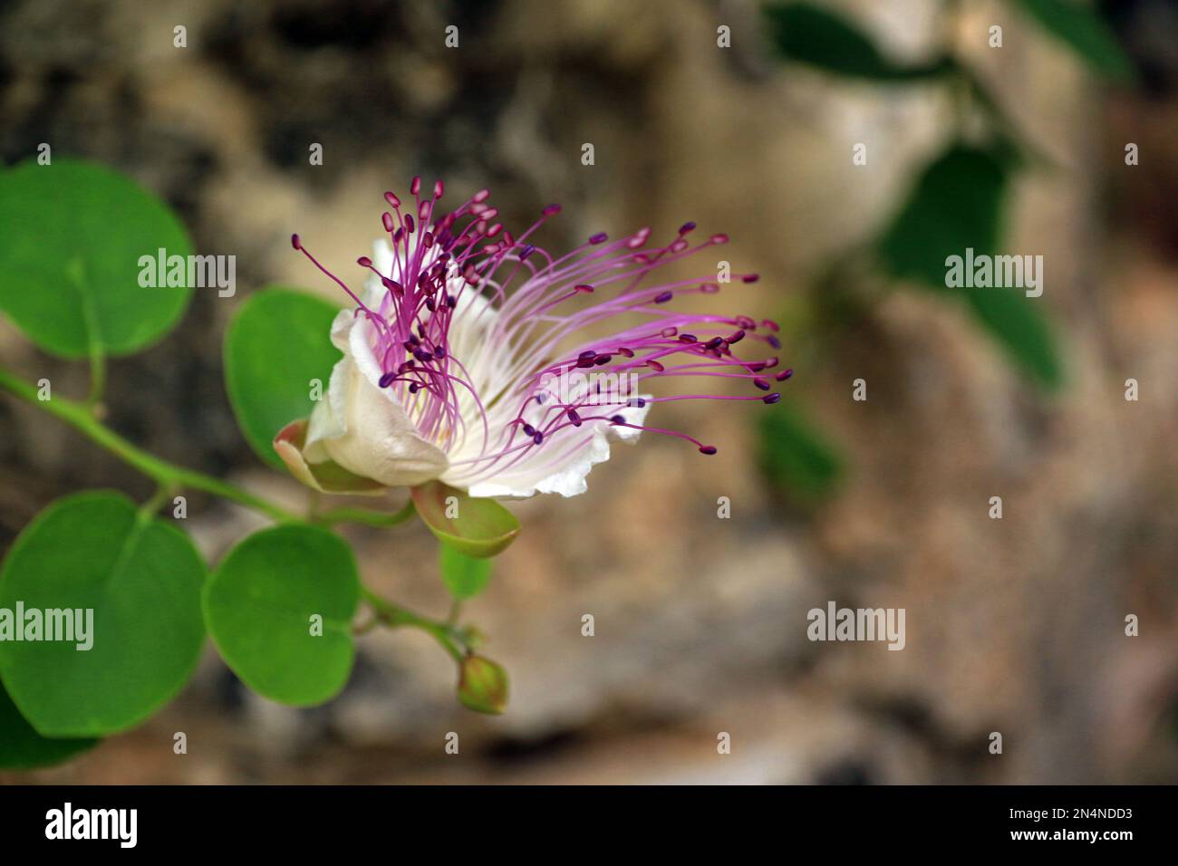 Flower caper hi-res stock photography and images - Alamy