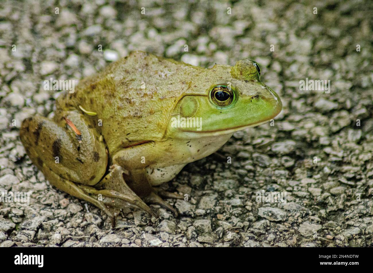 A frog has come out of a garden border onto an asphalt walkway at a ...