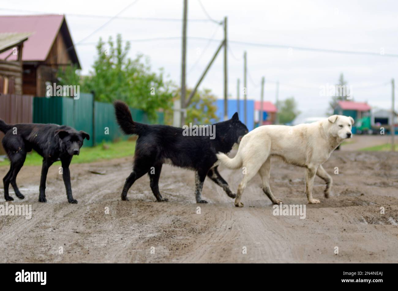 A pack of yard dogs crosses the road in the village of Yakutia on the ...