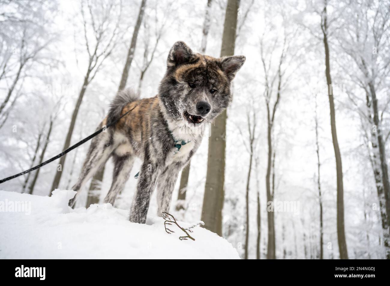 Cute Akita Inu Dog with gray fur standing on a rock in the forest ...