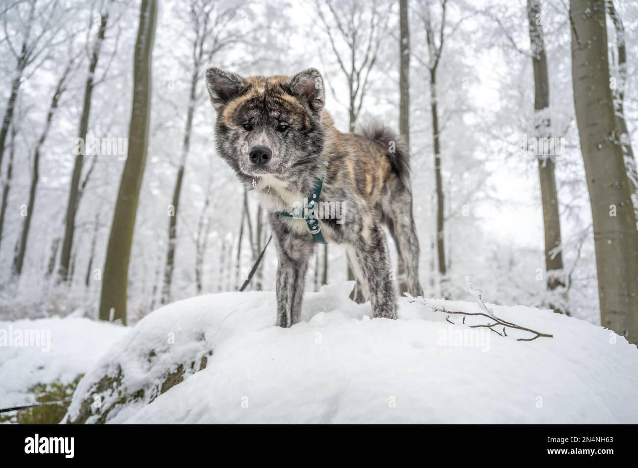 Cute Akita Inu Dog with gray fur standing on a rock in the forest ...