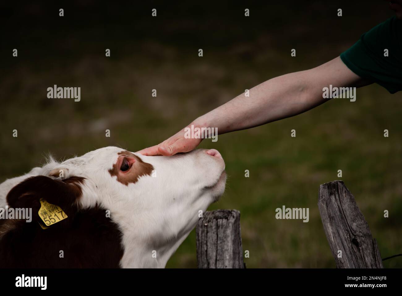 Person touching cow hi-res stock photography and images - Alamy
