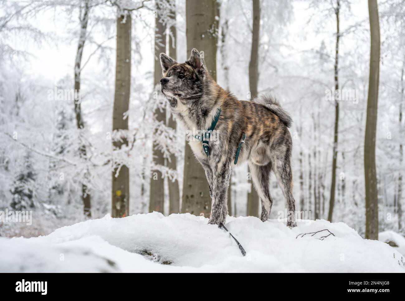 Cute Akita Inu Dog with gray fur standing on a rock in the forest ...