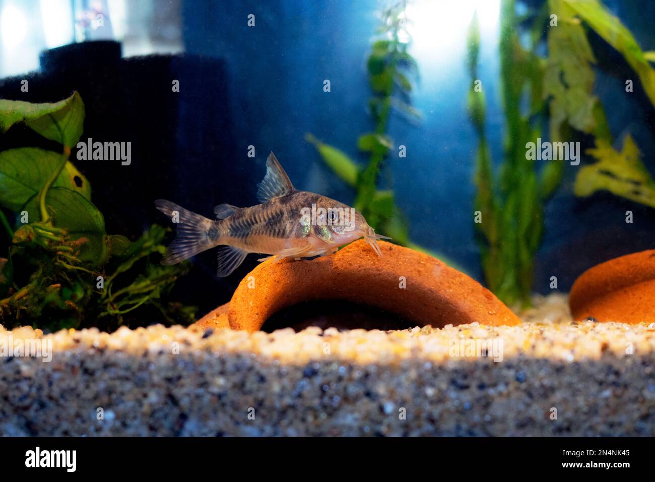 Corydoras paleatus - Blue leopard corydoras fish Stock Photo - Alamy