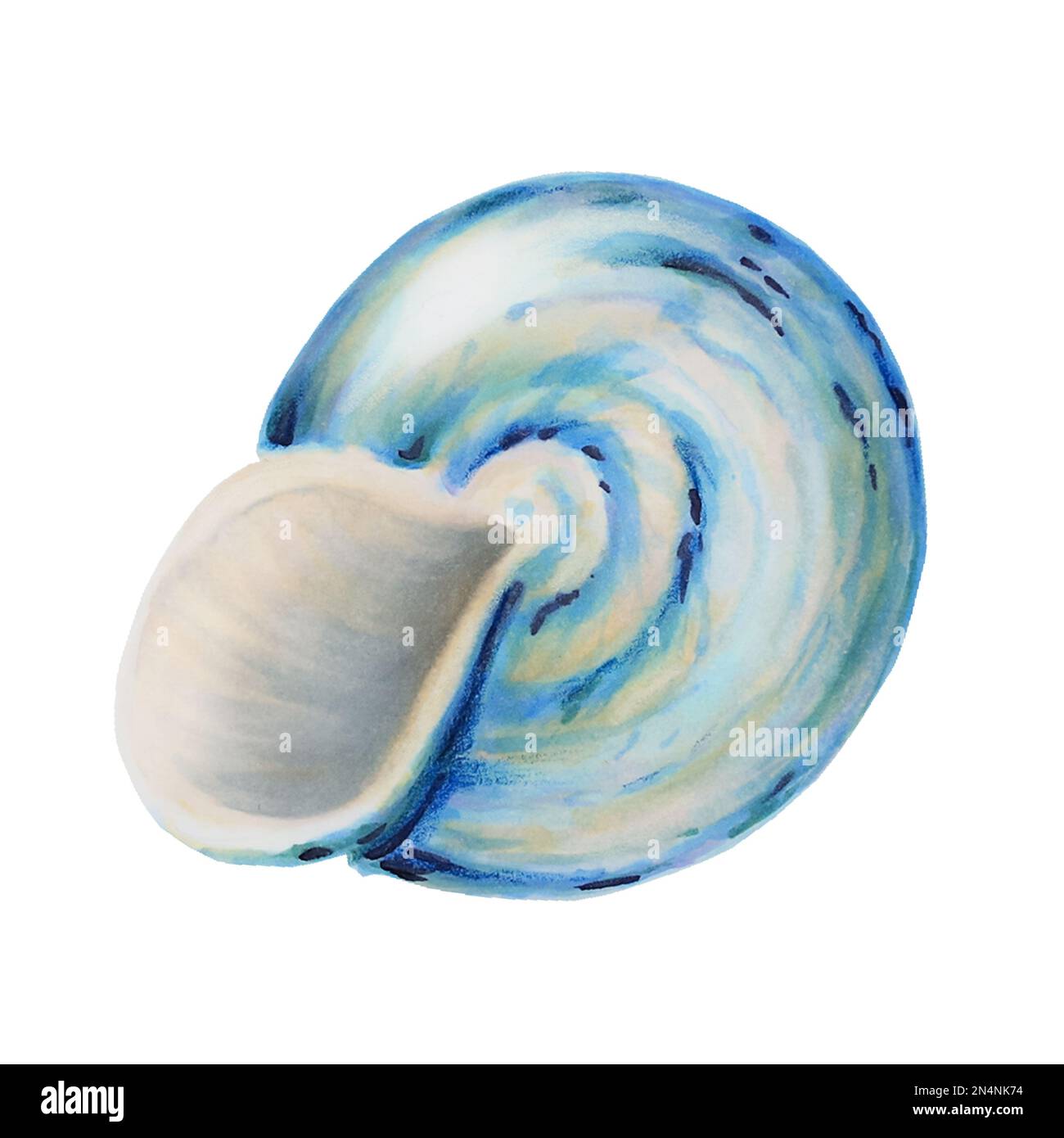 Watercolor shell. Hand painting clipart underwater life objects on a ...