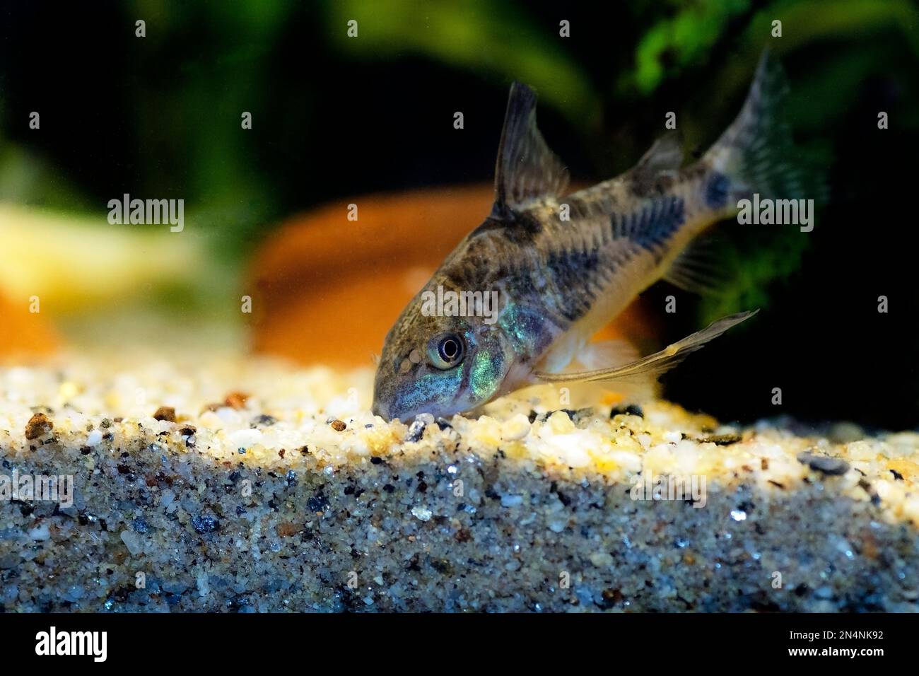 Corydoras paleatus - Blue leopard corydoras fish Stock Photo - Alamy