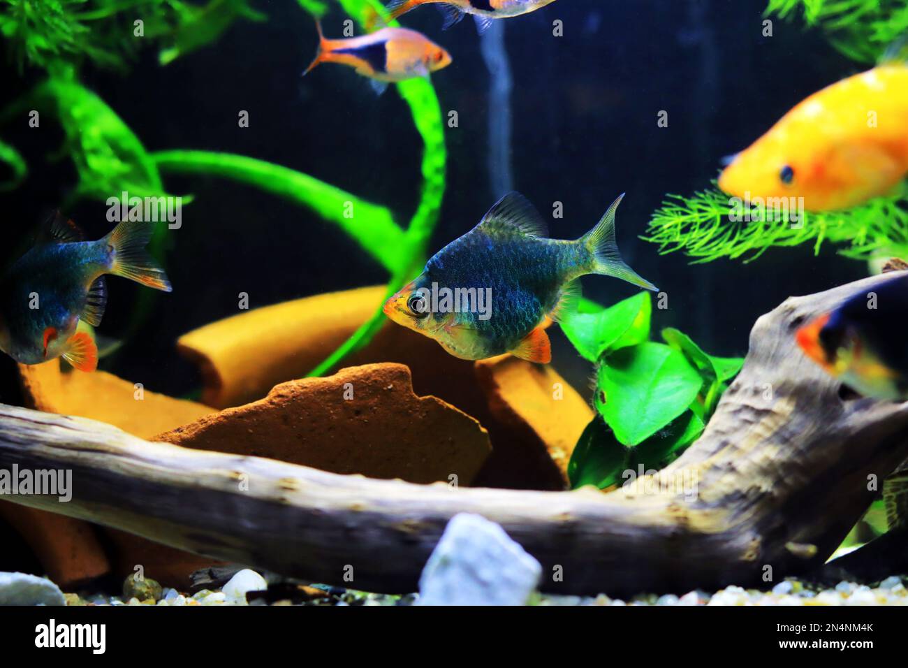 Green Tiger Barb freshwater fish - (Puntigrus tetrazona Stock Photo - Alamy
