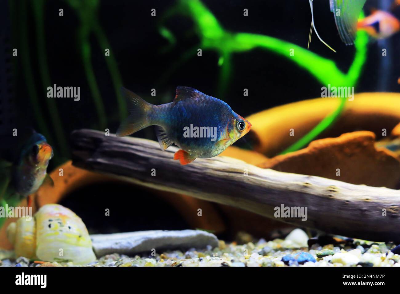 Green Tiger Barb freshwater fish - (Puntigrus tetrazona Stock Photo - Alamy