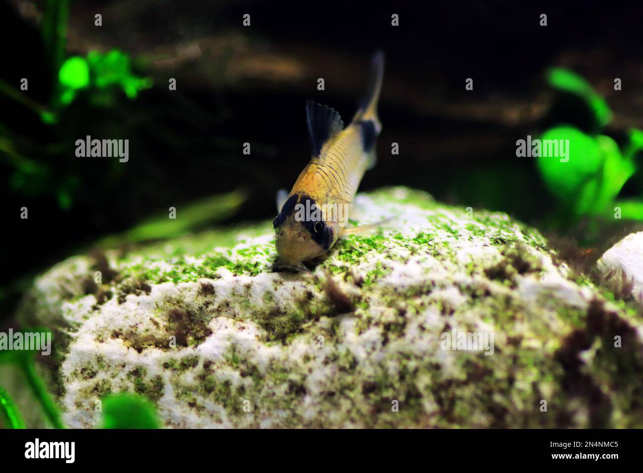 Corydoras panda in freshwater fish in aquarium tank Stock Photo - Alamy