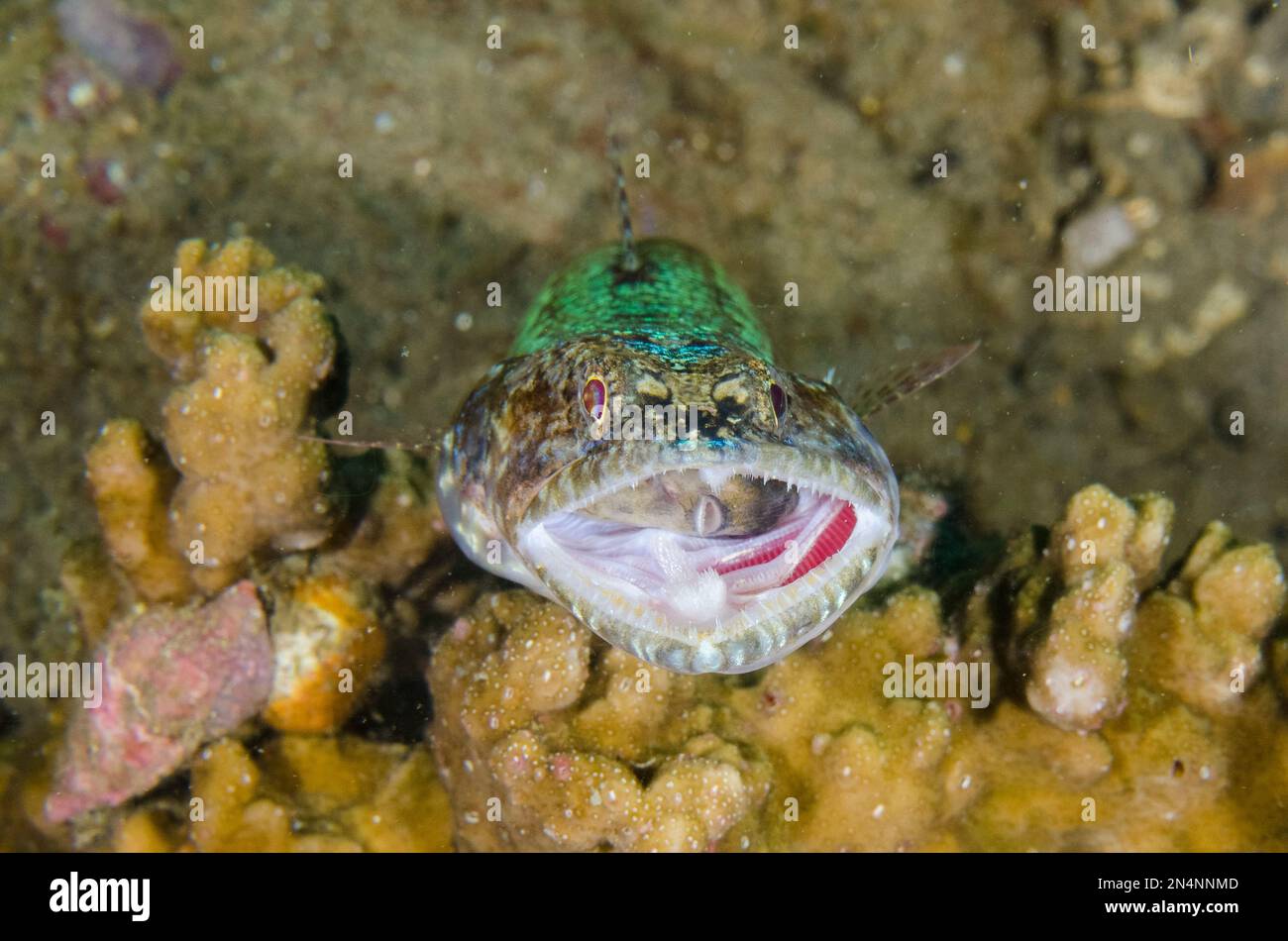 Reef Lizardfish, Synodus variegatus, with prey in throat, Jemeluk ...