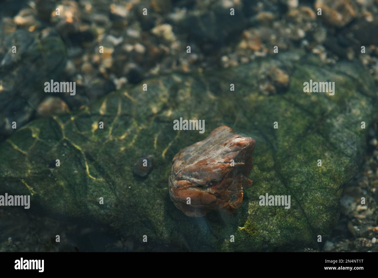 A top view of a cute frog resting on a rock underwater in a clear river ...