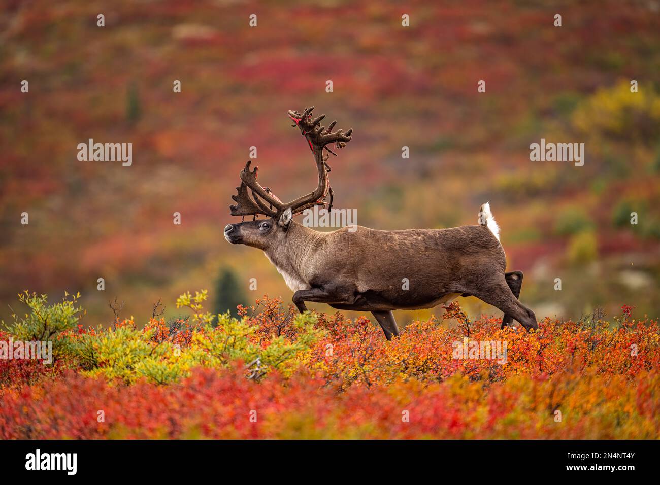 Alaska trophy caribou hi-res stock photography and images - Alamy