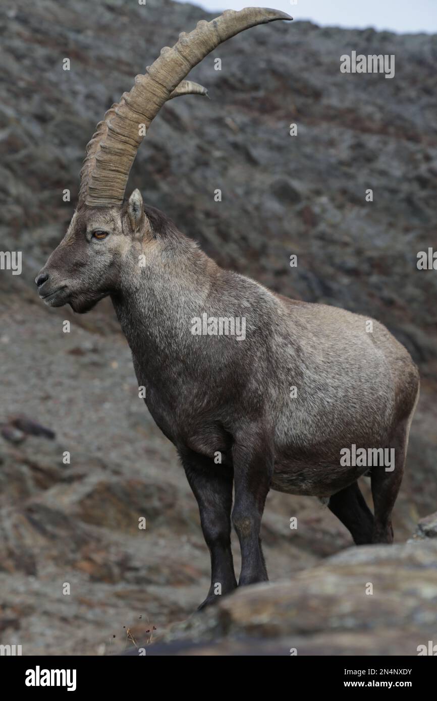 The close-up profile of wild alpine ibex in the natural landscape in ...