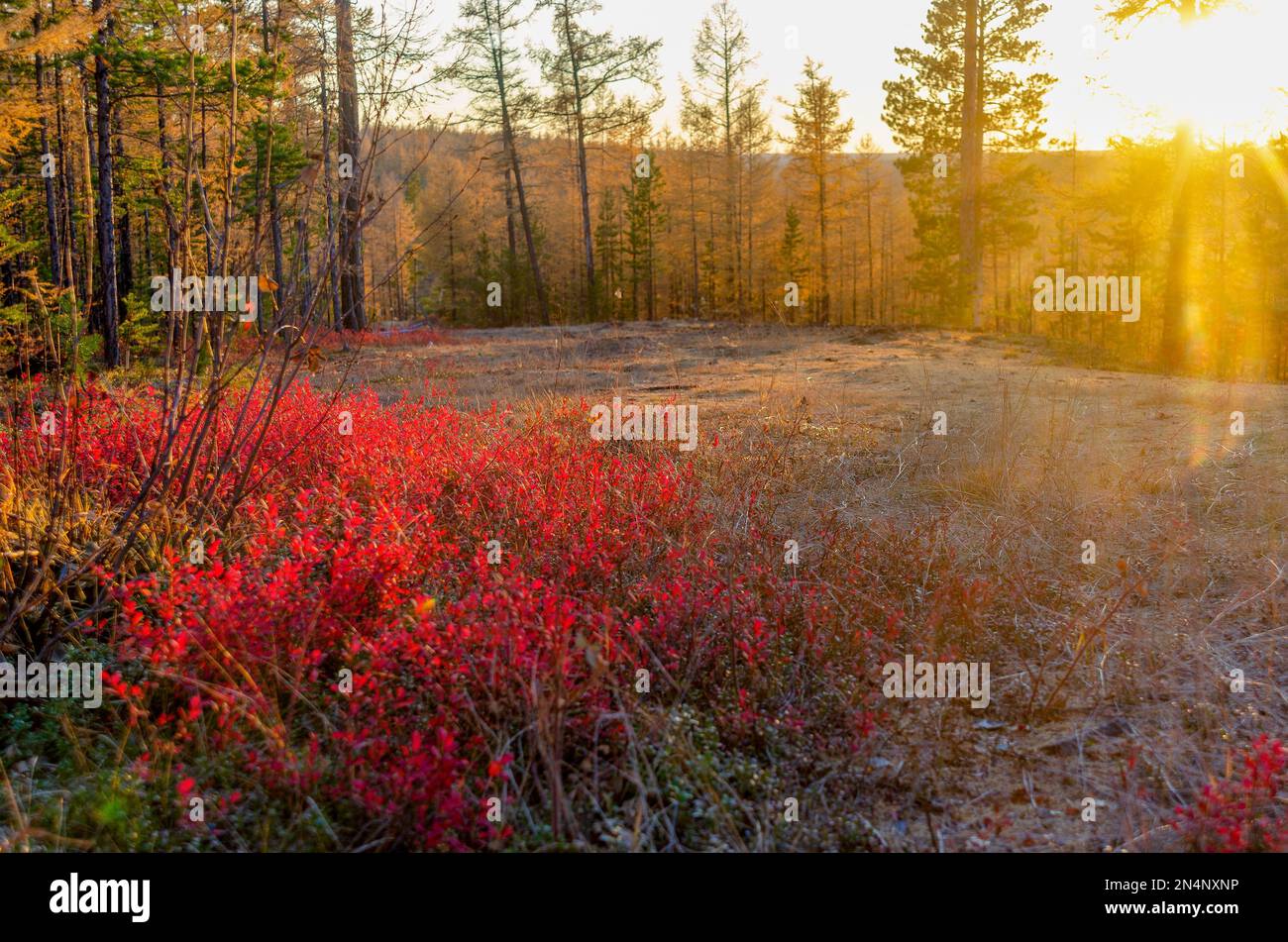 A bright colorful sunset with sun rays in the Northern taiga of Yakutia ...