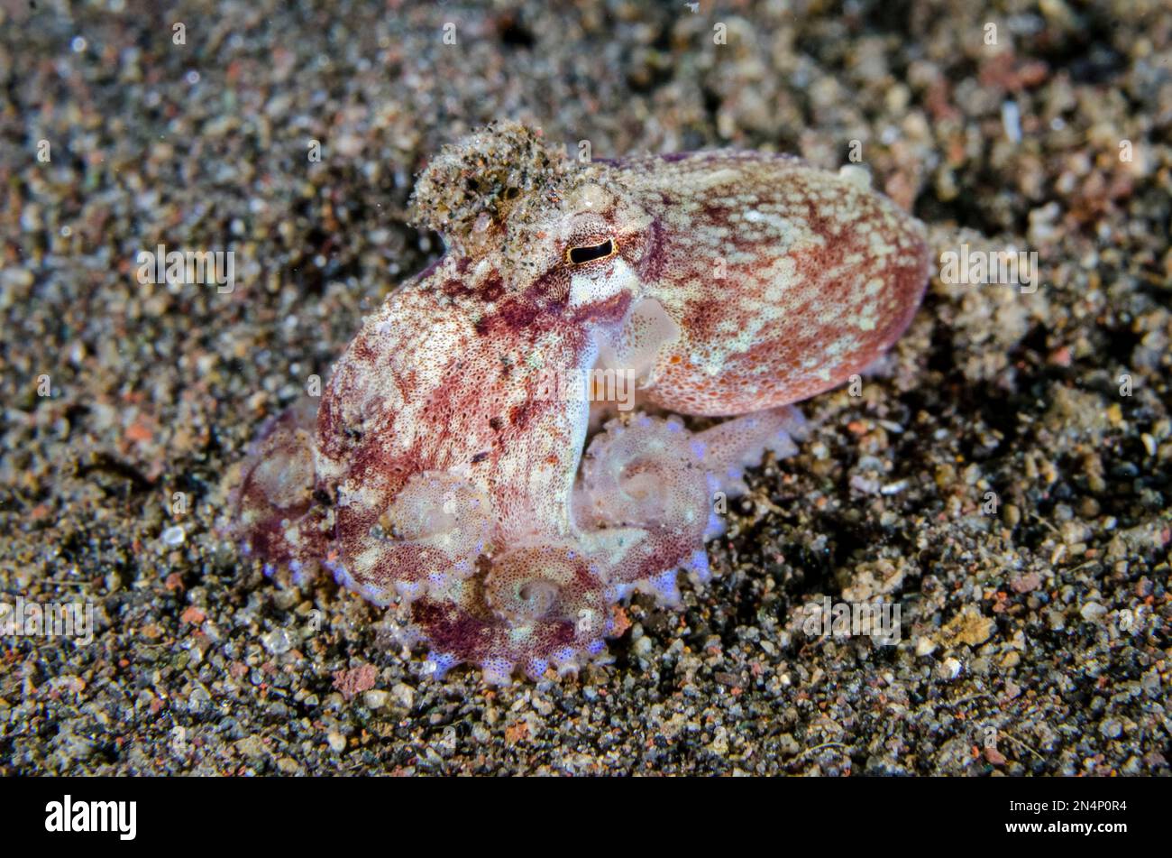 Veined Octopus, Amphioctopus marginatus, Melasti dive site, Amed ...
