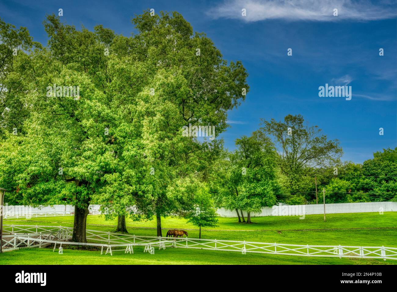 The pasture and grazing horses behind Graceland, the home of Elvis ...