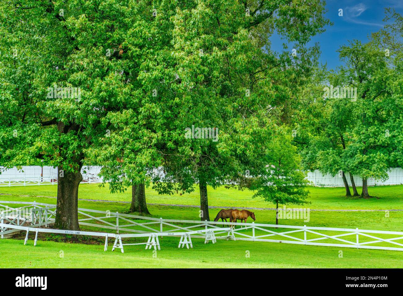 The pasture and grazing horses behind Graceland, the home of Elvis ...