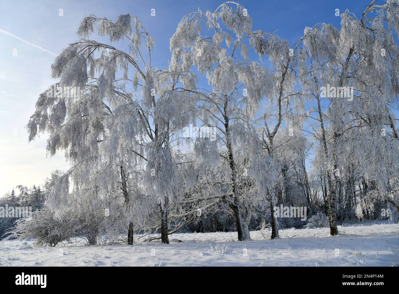 Winter landscape with snowy trees Stock Photo - Alamy