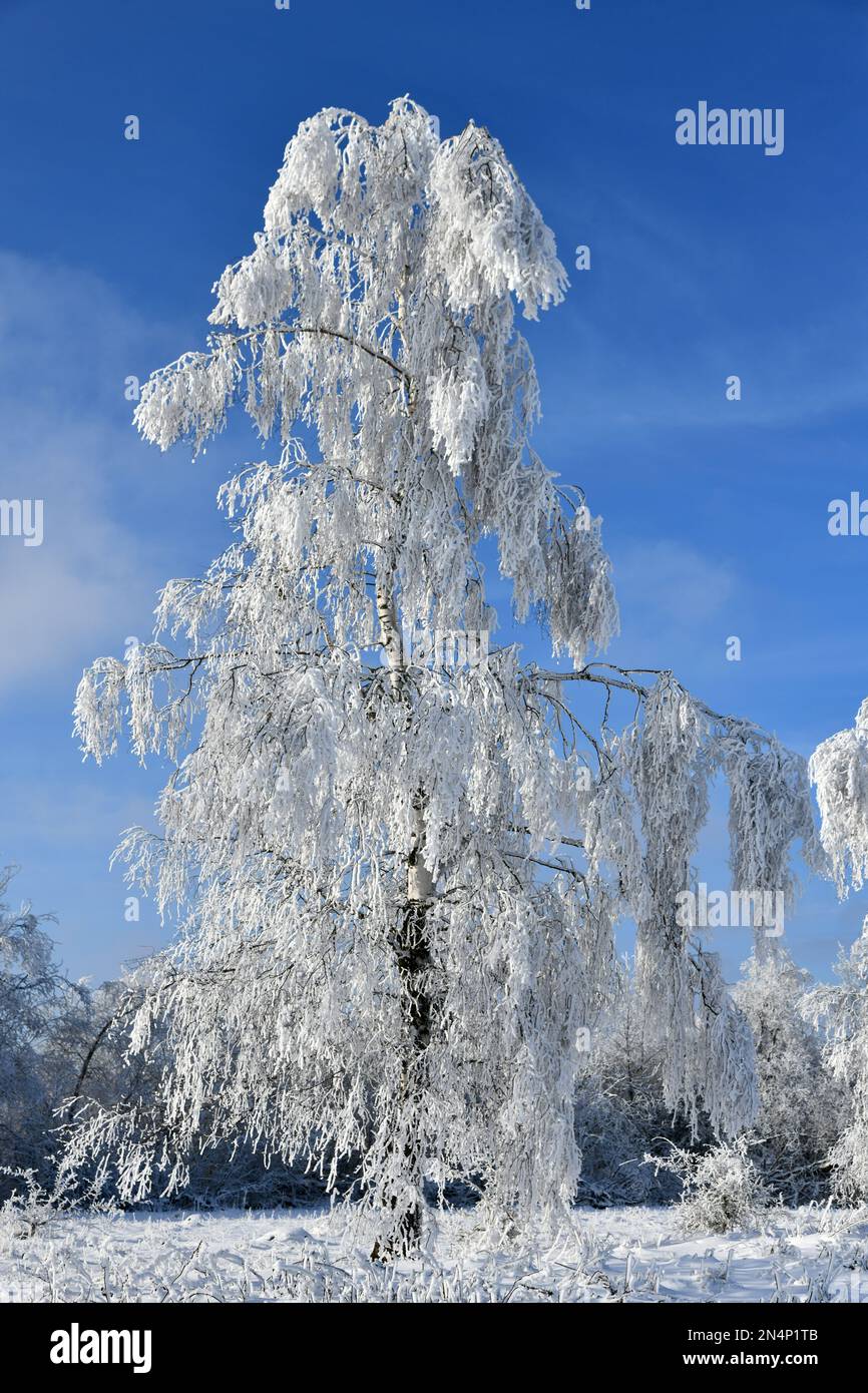Winter landscape with snowy trees Stock Photo - Alamy