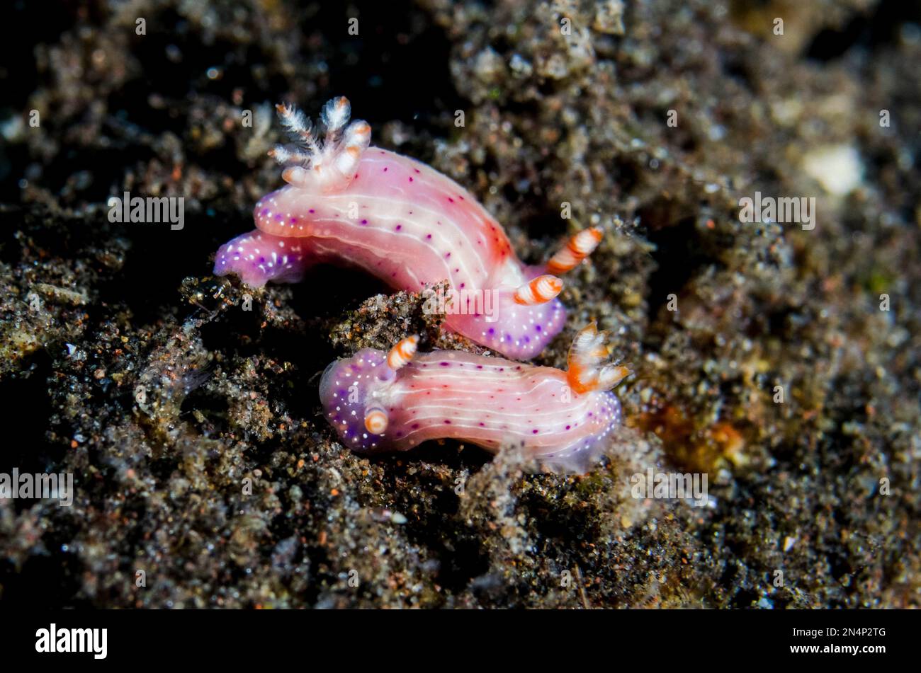 Pair of Spotted Hypselodoris Nudibranches, Hypselodoris maculosa ...