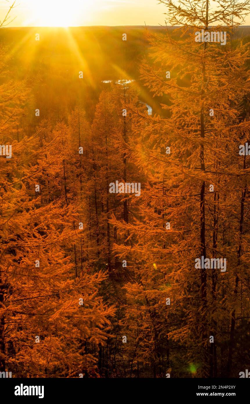 Bright colorful sunset with sun rays in the Northern taiga of Yakutia ...