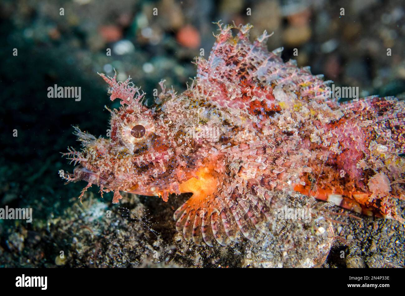 Raggy Scorpionfish, Scorpaenopsis venosa, Wreck Slope dive site ...