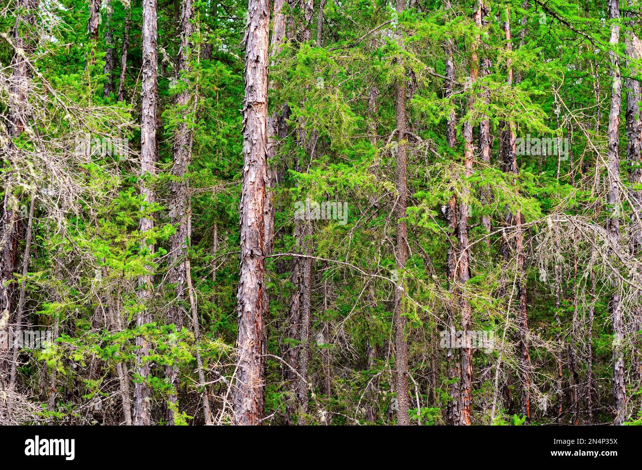 Dense trunks of trees of firs and pines of the Yakut Northern forest ...