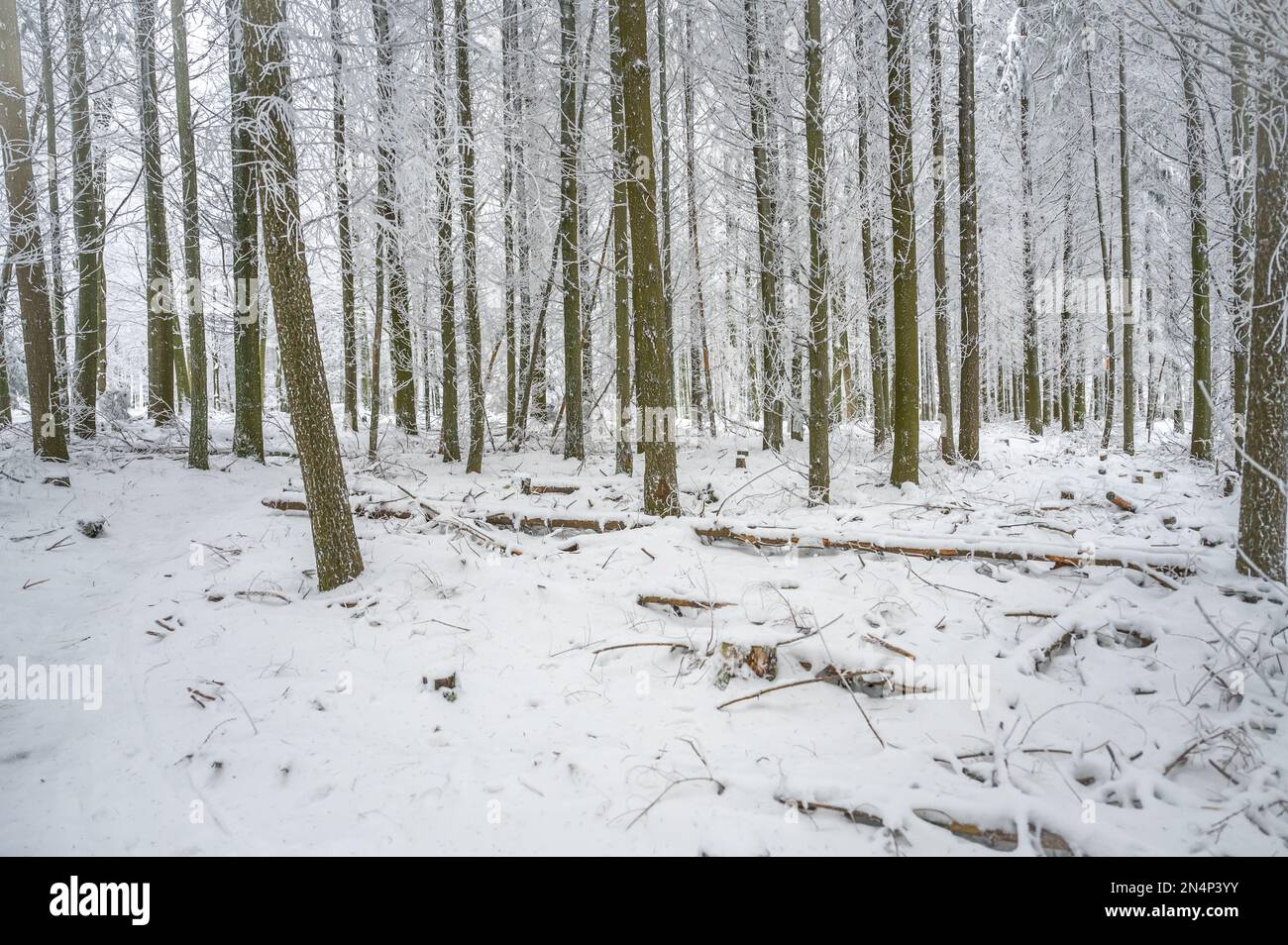 Forest, lots of tree trunks in the winter with snow Stock Photo - Alamy