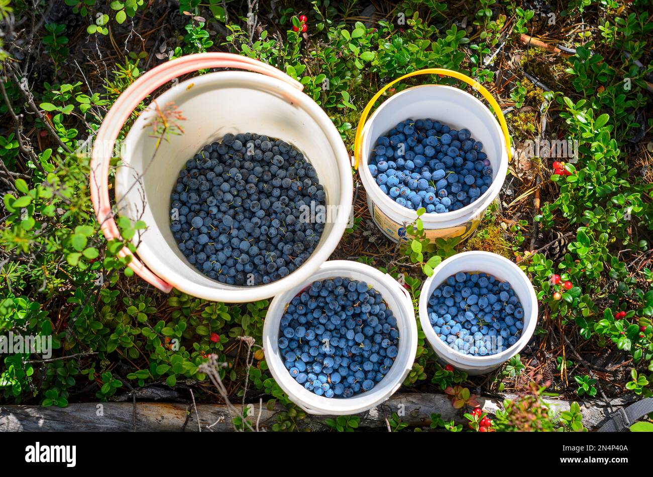 Wild Northern berries of juicy blueberries are collected in buckets ...
