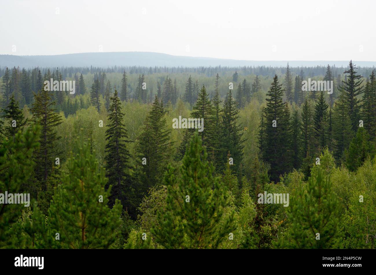 Panorama of the taiga of Northern Yakutia with fir trees and hills on ...