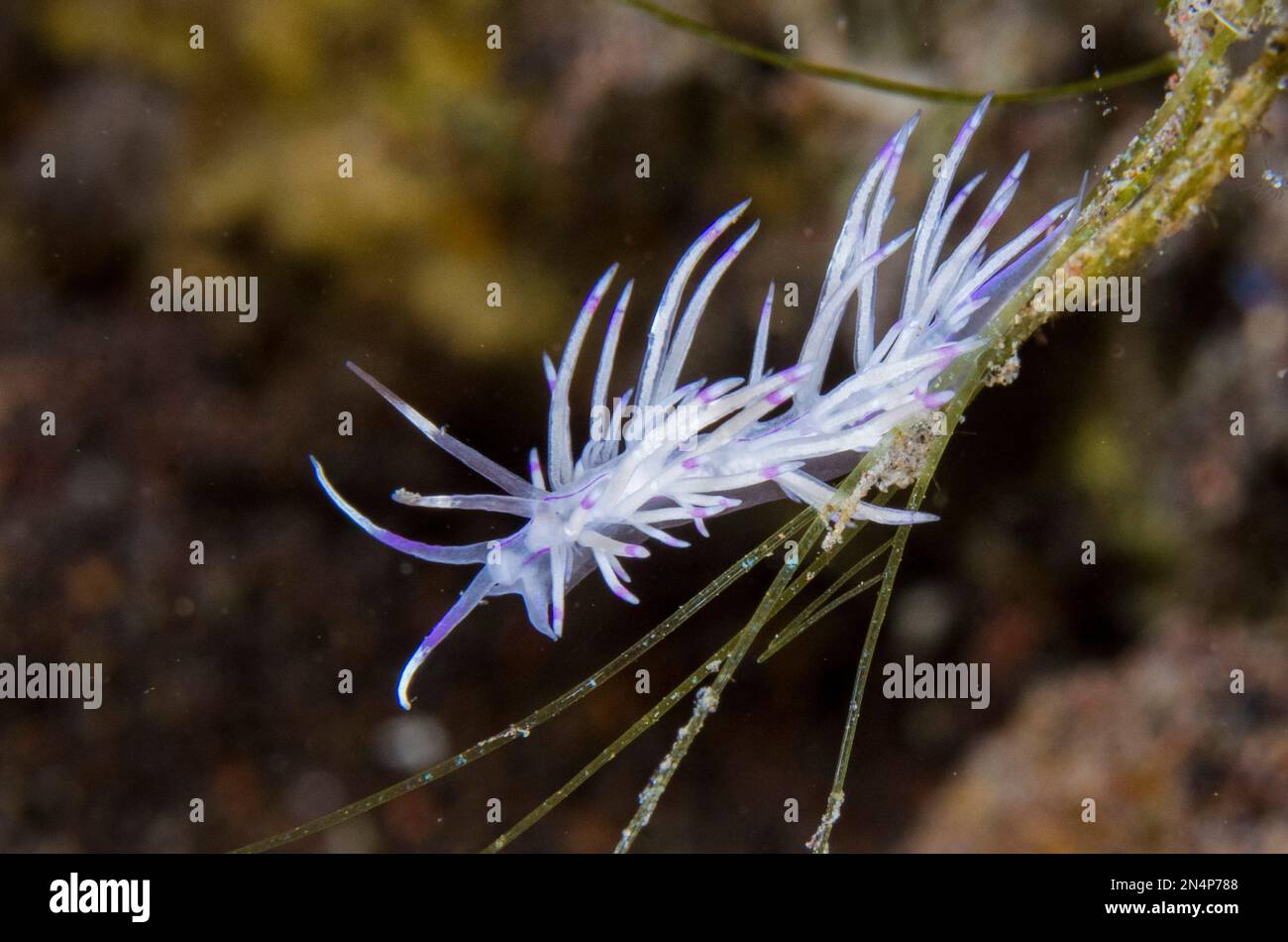 Red-lined Flabellina Nudibranch, Flabellina rubrolineata, Seraya dive ...