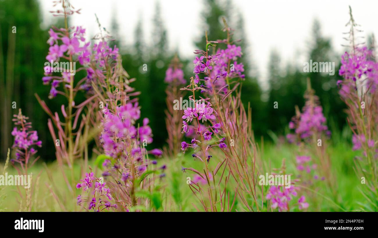 Lilac plants Ivan tea grow on a green field on the background of fir ...