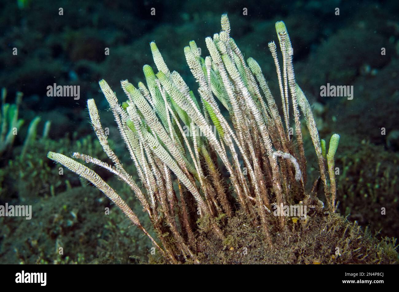 Neomeris annulata hi-res stock photography and images - Alamy