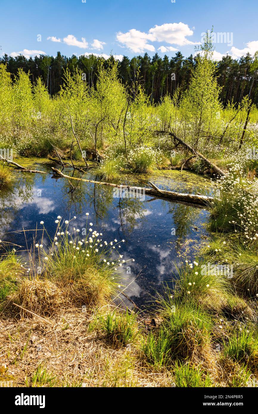 Long Swamp Dlugie Bagno wetland floodplain with late spring reach and ...
