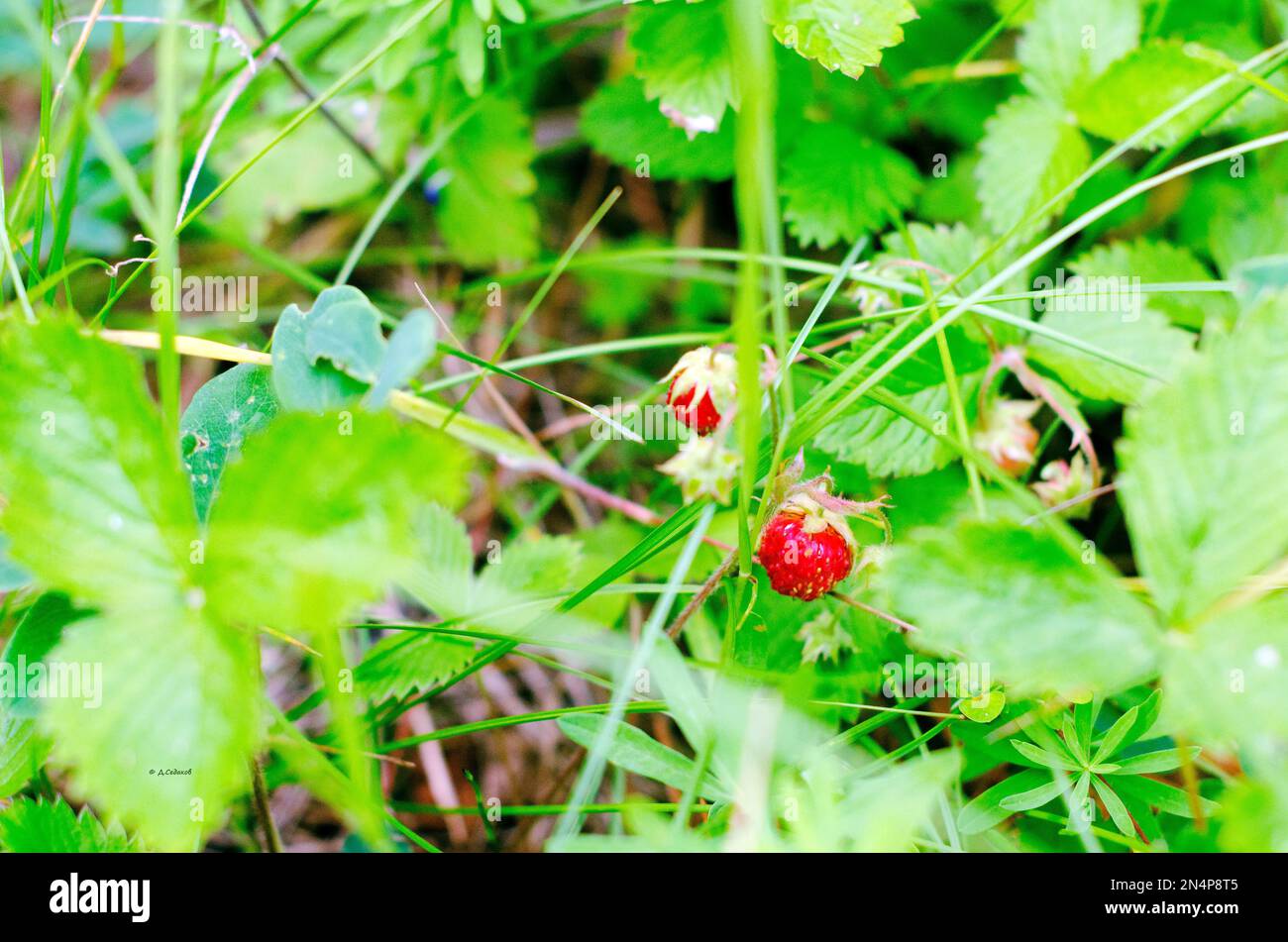 Strawberries in grass hi-res stock photography and images - Alamy