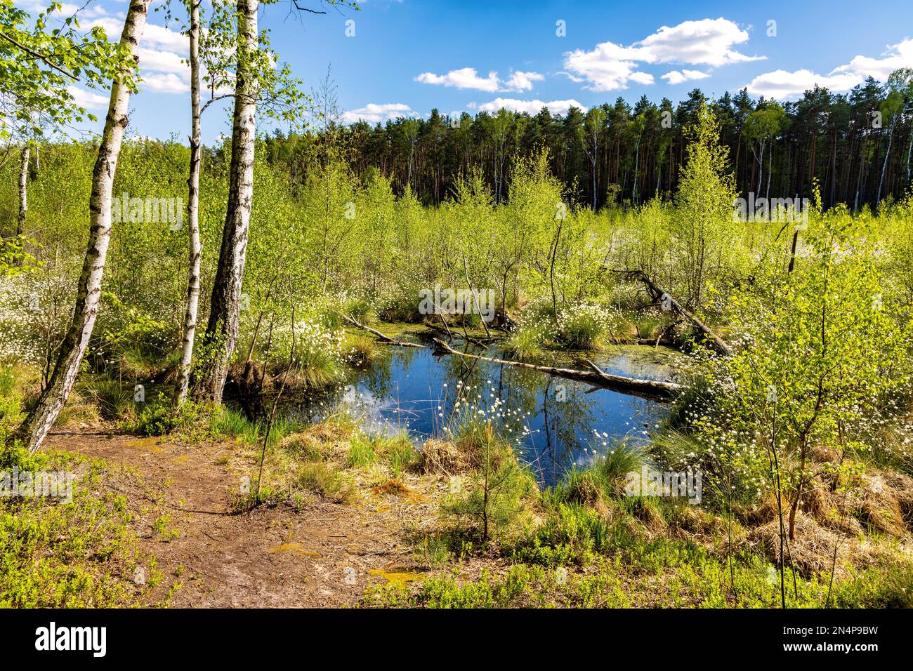 Long Swamp Dlugie Bagno wetland floodplain with late spring reach and ...