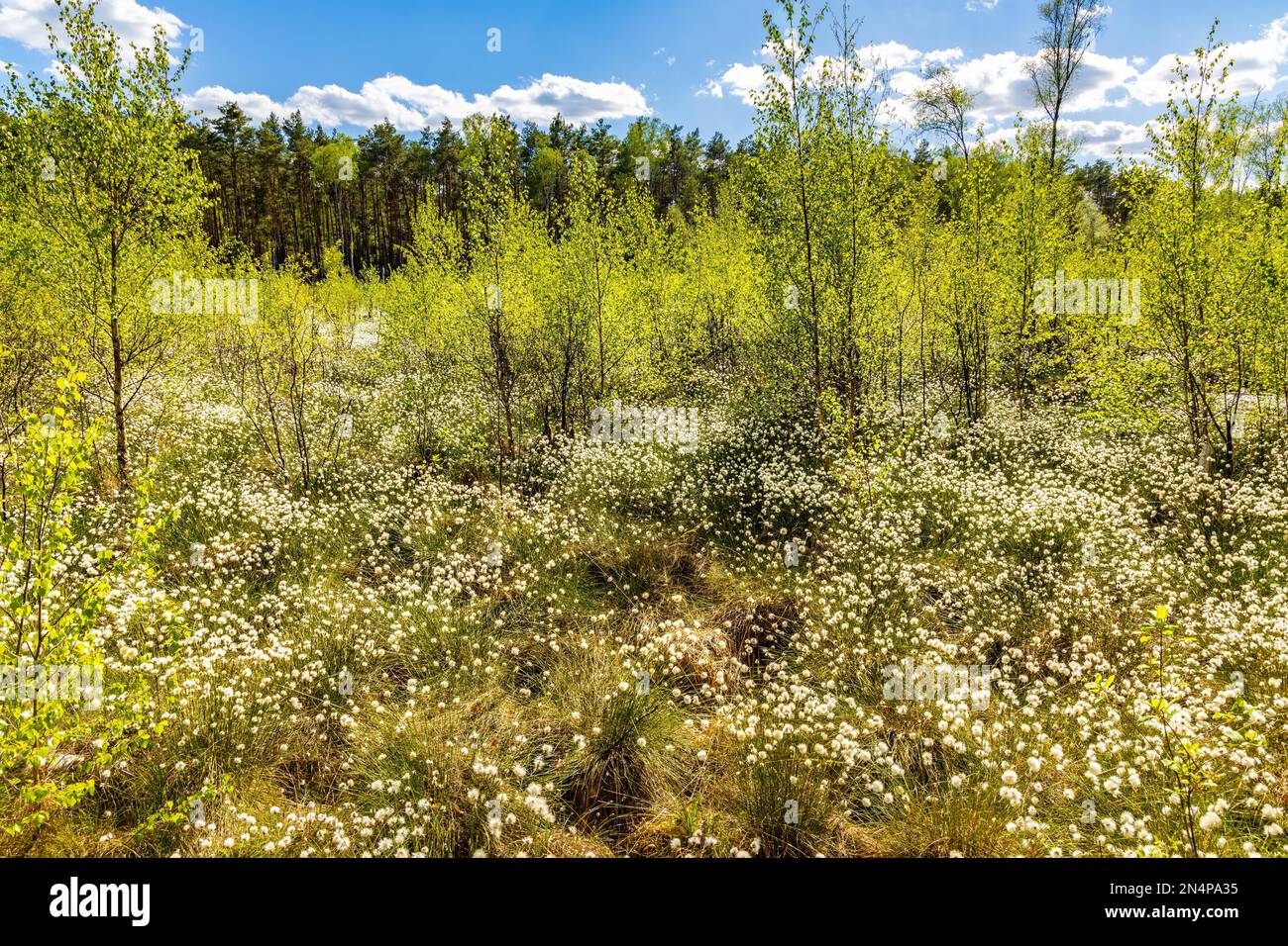 Long Swamp Dlugie Bagno wetland floodplain with late spring reach and ...