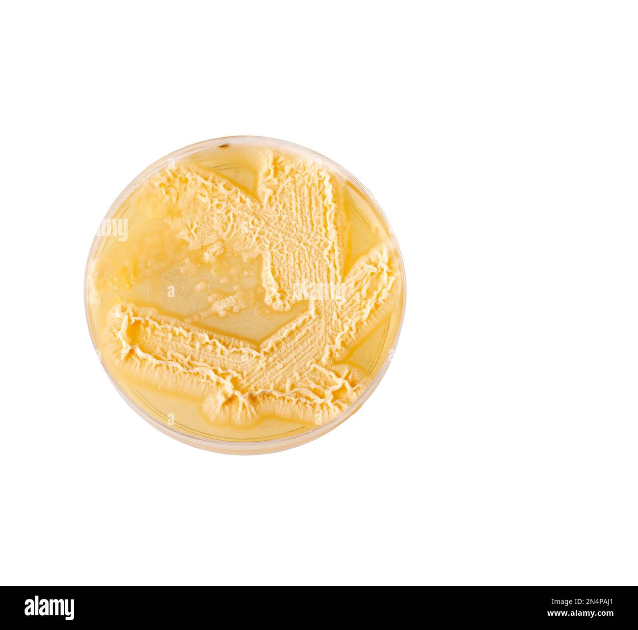 Unicellular fungi of Candida spp - Bacterial culture Stock Photo - Alamy