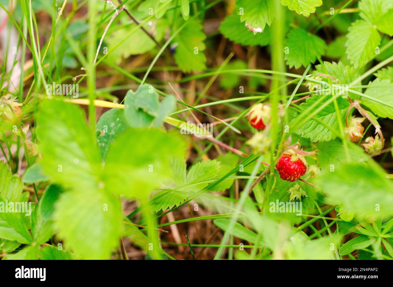 Berries of wild red Northern juicy and ripe strawberries grow on the ...