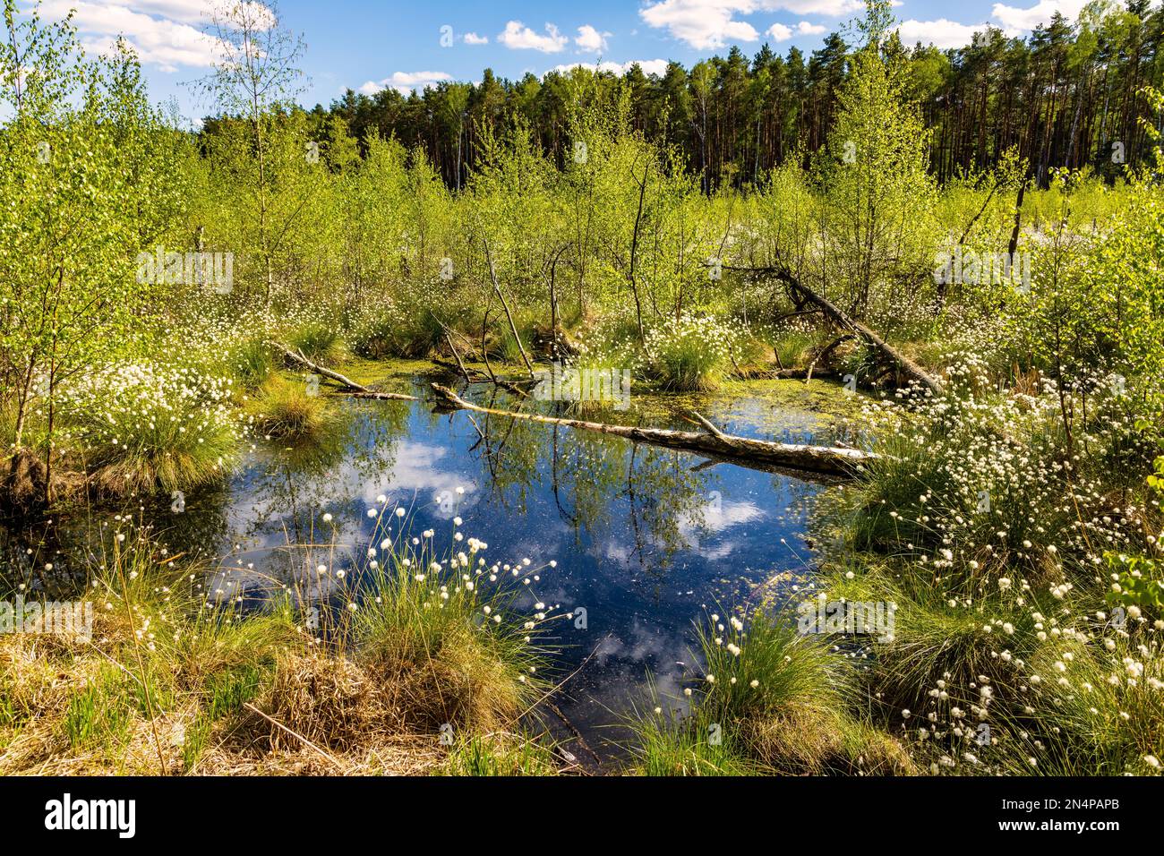 Long Swamp Dlugie Bagno wetland floodplain with late spring reach and ...