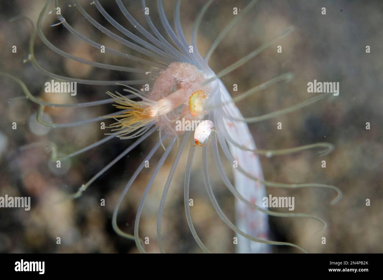 Amphipoda hi-res stock photography and images - Alamy